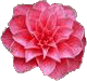 Index of /images/phool/