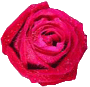 Index of /images/phool/