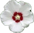 Index of /images/phool/