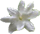 Index of /images/phool/